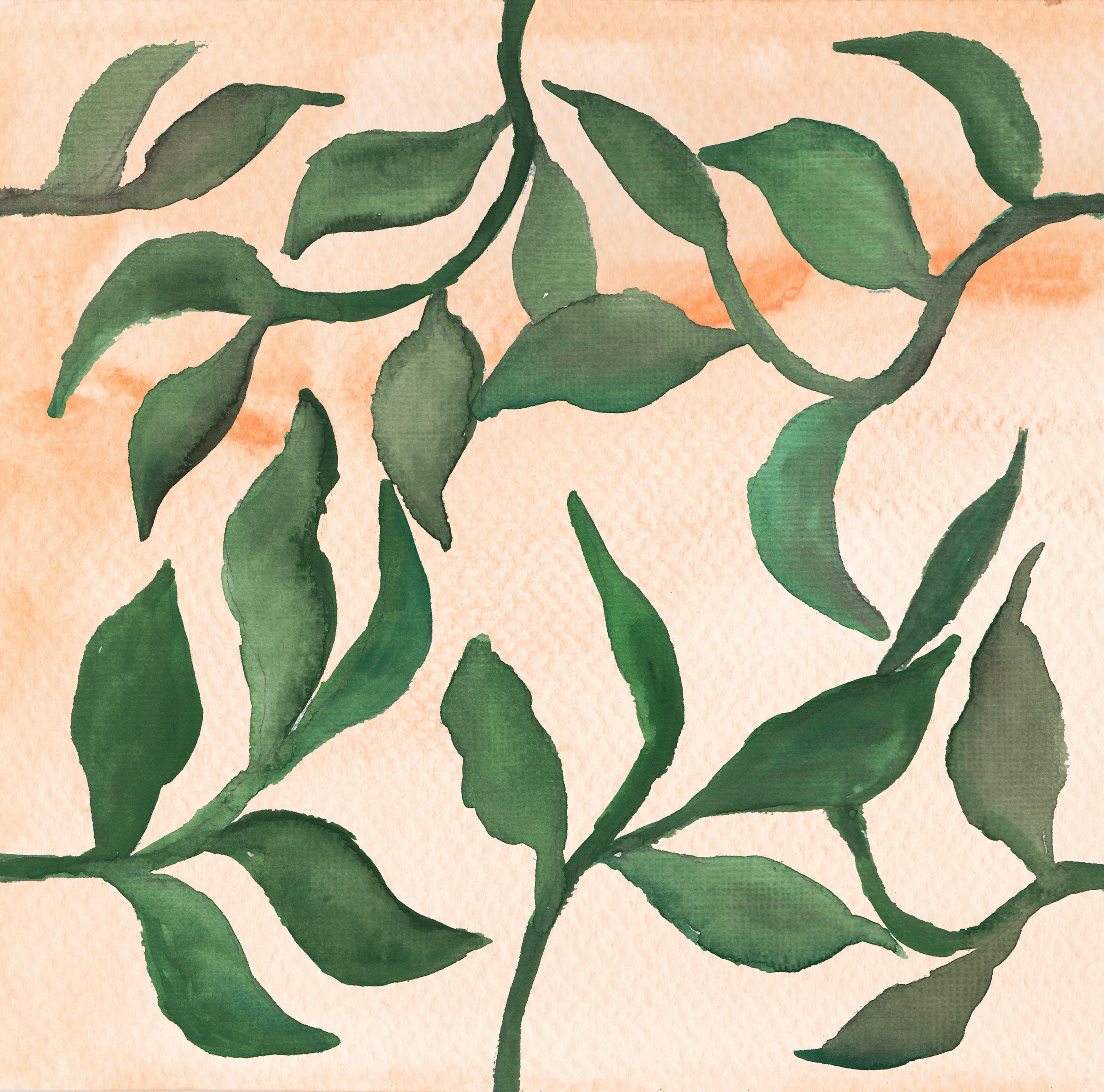 herba botanicals